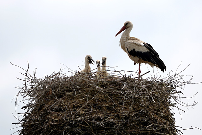 Kevesebb gólya van a Balaton körül