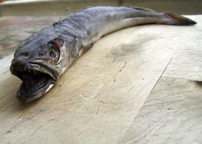 Váncsa István: A böjti időszak gyötrelmeiről